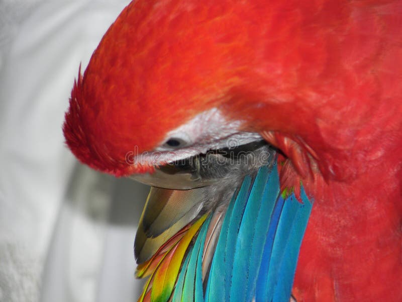 Scarlett macaw wing stock photo. Image of macaw, scarlett - 147925470