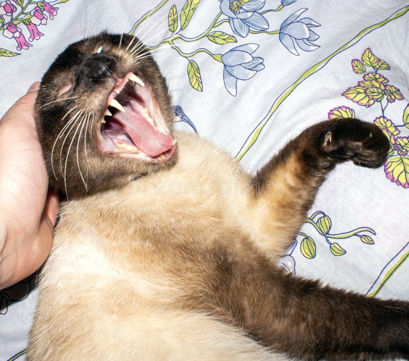 A Scarred Fighting Siamese Cat.Siamese Street Cat. Stock Image - Image ...