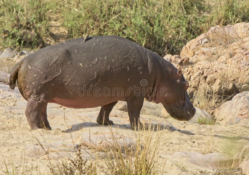 Scarred Hippo on River Bank Stock Photo - Image of wild, animal: 379587906