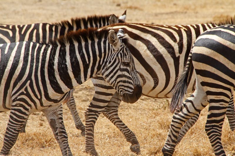 Scarred Old Zebra stock photo. Image of wildlife, zebra - 29491112