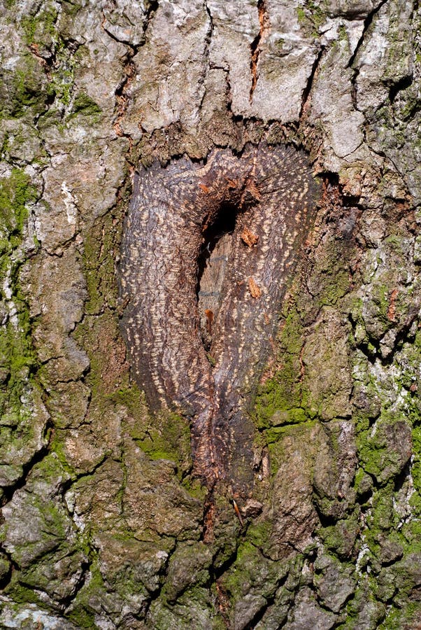 Scarred Tree Where a Branch Was Cut Off Stock Photo - Image of ...