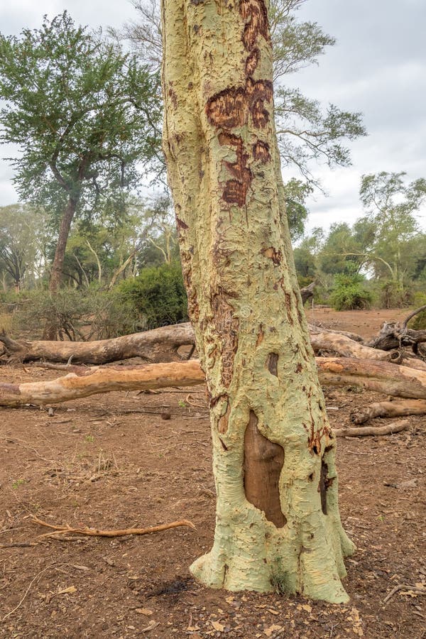 Scarring on a Tree Trunk Caused by Elephants Stock Image - Image of ...