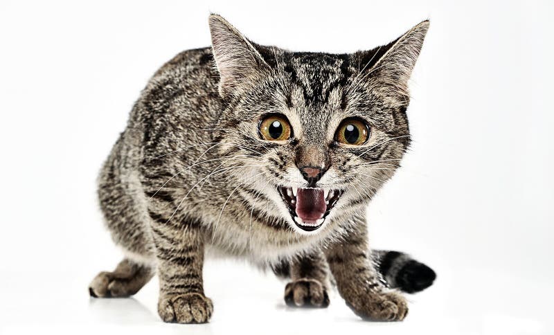 Scarry Cat in the White Photo Studio Floor Stock Photo - Image of ...