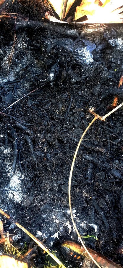 The Scars from Burning Tree Branches are so Beautiful To Look at Stock ...