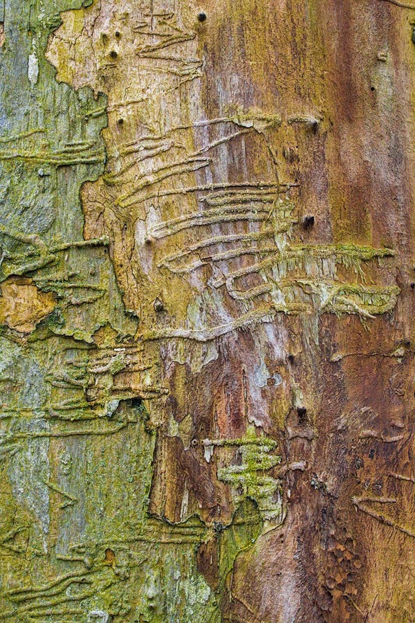 Scars Caused by Bark Beetles on the Bark of a Tree Stock Photo - Image ...