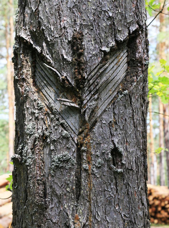 Scars on a tree stock image. Image of attitude, collecting - 140295613