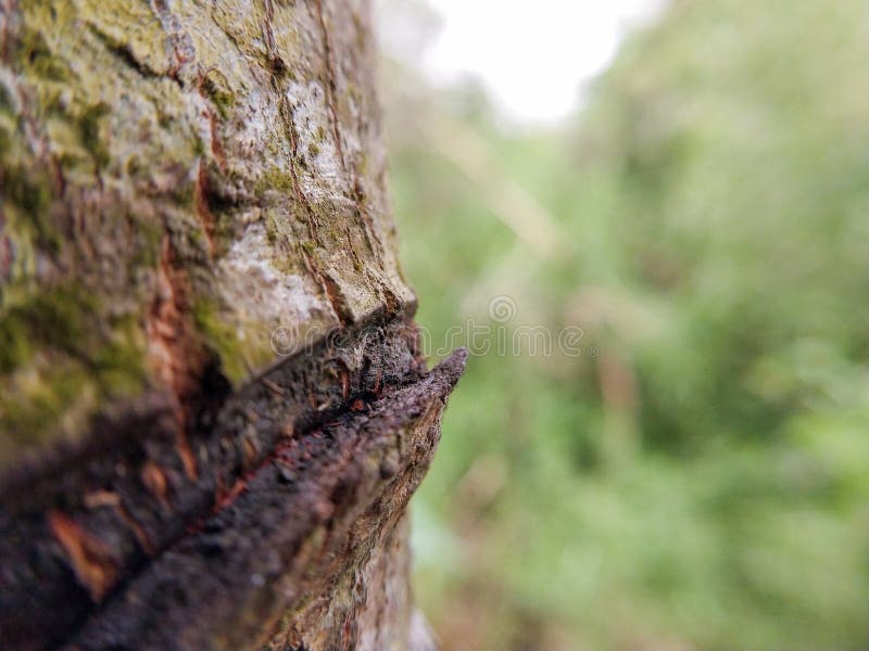 Scars On Trees Stock Image Image Of Trunk Scars Leaf 313319327