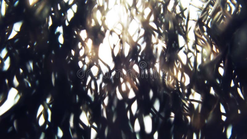 Scary Alien Forest. Dark Mysterious Burned Forest Landscape Stock ...