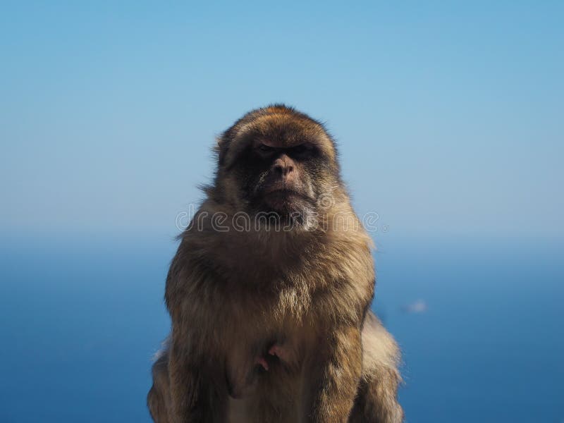 Scary Barbary Macaque or Monkey of Gibralter, Macaca Sylvanus Stock ...