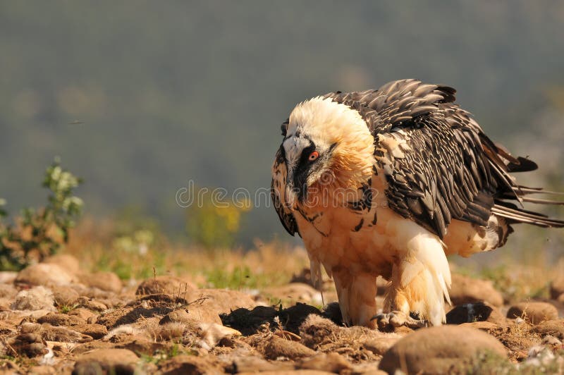 Scary Bearded Vulture Bird in the Rocky Valley on a Sunny Day Stock ...