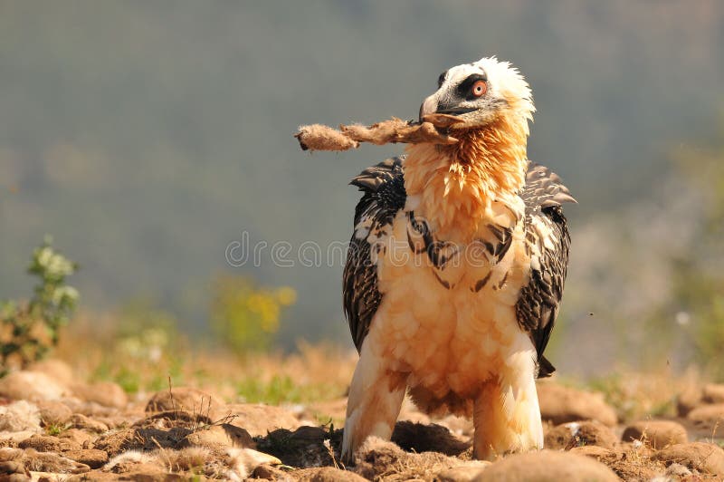 554 Bird Beak Bone Stock Photos - Free & Royalty-Free Stock Photos from ...