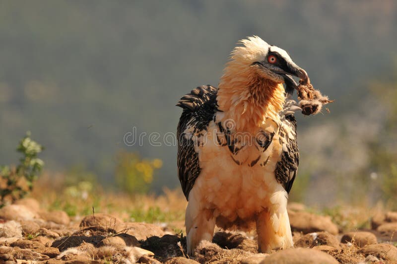 Scary Bearded Vulture Bird in the Valley Holding a Bone in the Beak ...