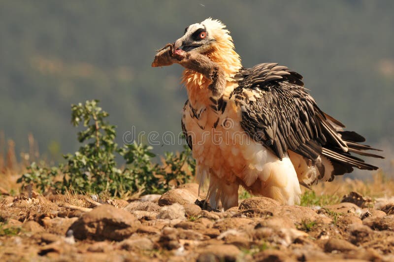 Scary Bearded Vulture Bird in the Valley Holding a Bone in the Beak ...