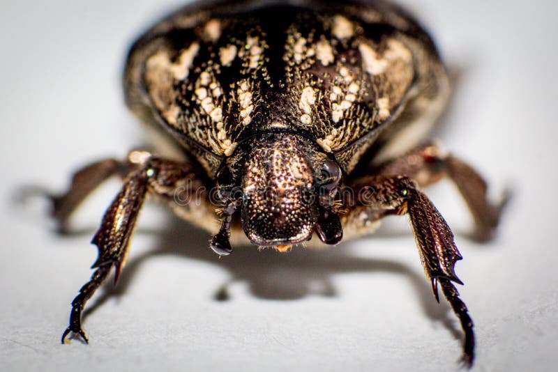 A Scary Beetle on a White Surface Stock Image - Image of ants, drinking ...