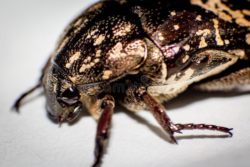 A Scary Beetle on a White Surface Stock Photo - Image of surface, life ...