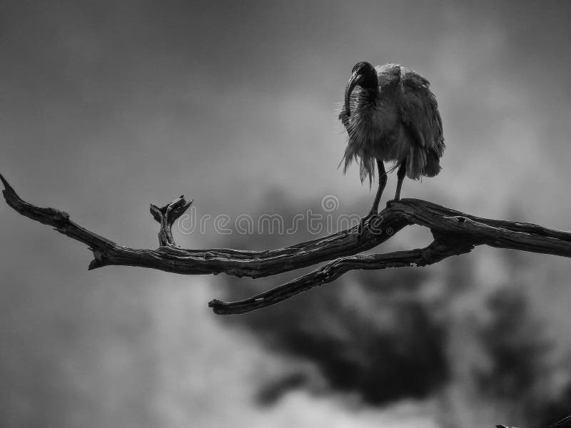 Scary bird stock photo. Image of tree, black, shadow - 83457268