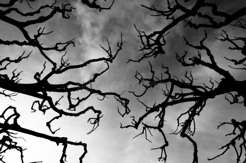 Scary branches silhouettes stock image. Image of autumn - 23603553