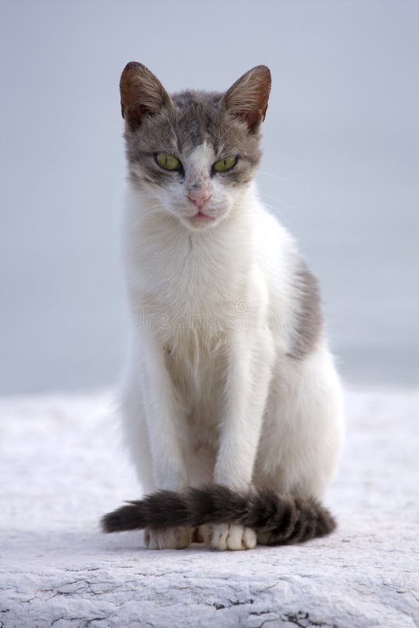 Scary Cat stock photo. Image of kefalonia, animals, feline - 17090518