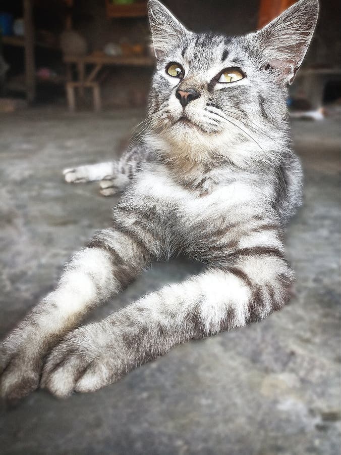 Scary cat stock photo. Image of happy, cute, animals - 314233330