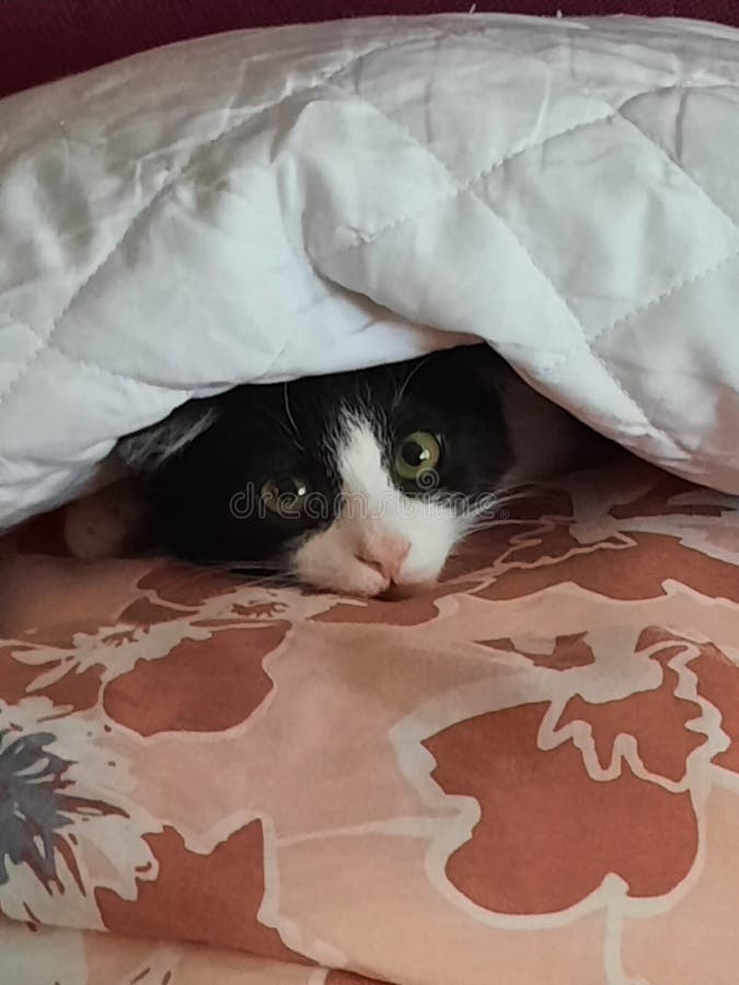 Scary Cat ????Love a Crazy Boy Cat! Stock Photo - Image of crazy, scary ...