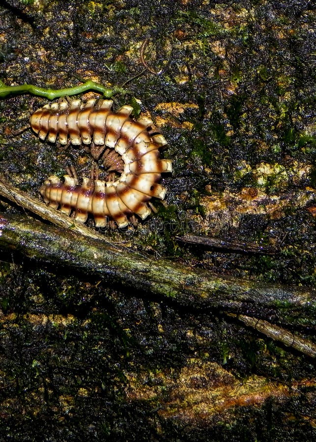 Scary Centipede on Dark Tree Stock Image - Image of night, millipede ...