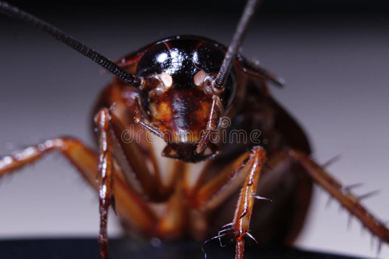 Cockroaches Die with Insecticides,pest Control Spraying Insecticide on ...