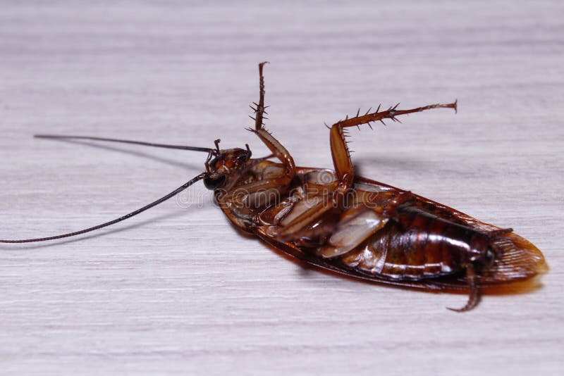 Cockroaches Die because of Insecticides Stock Photo - Image of ...