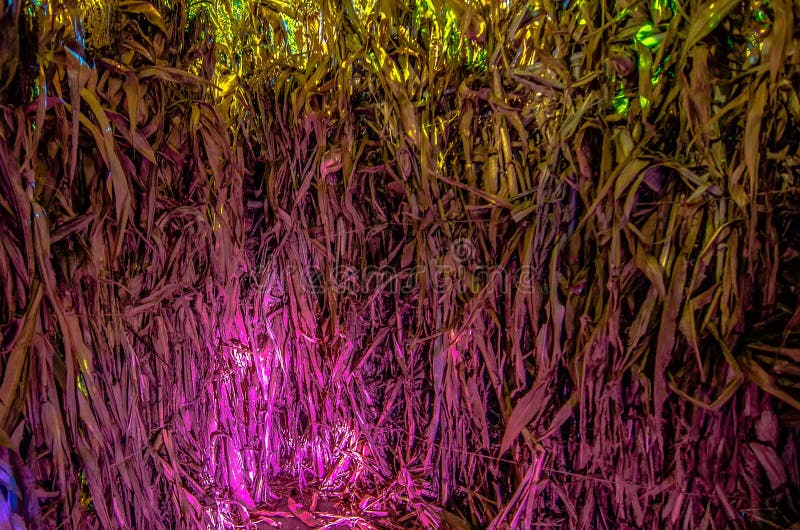 Scary corn maze and alien stock image. Image of alien - 28003595