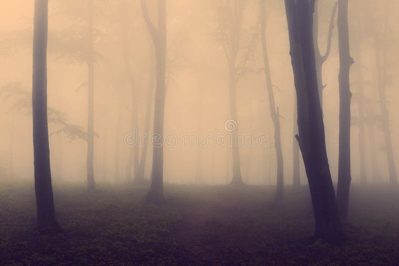 Scary Dark Forest with Heavy Fog Stock Image - Image of forest ...