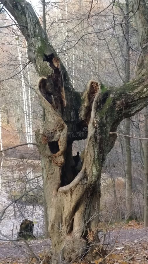Scary dead tree stock photo. Image of hollow, tale, strange - 173250114
