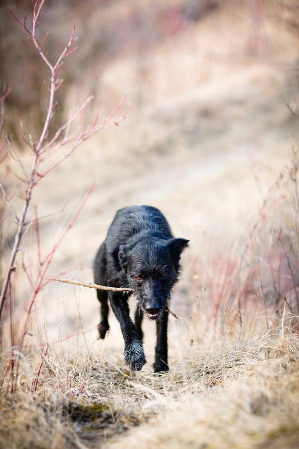 Devil-like Black Dog Running Outdoors Stock Photo - Image of teeth ...