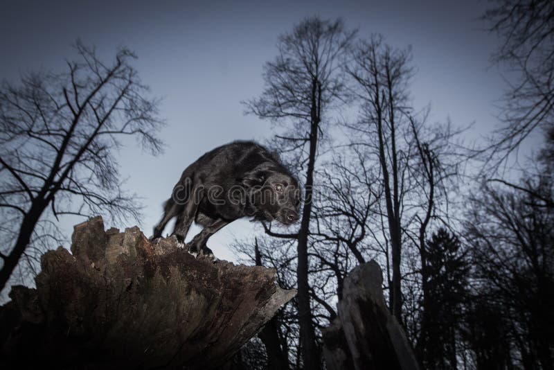 Scary dog on a tree trunk stock image. Image of black - 187975723