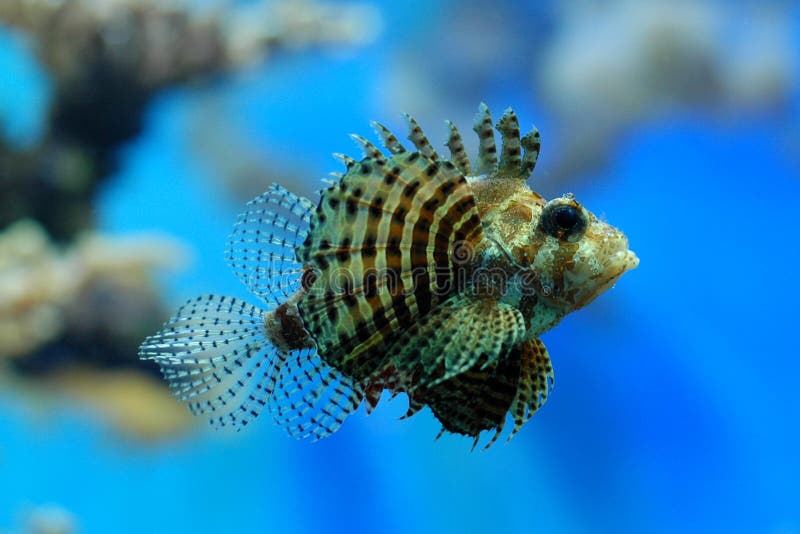 Scary Fish stock photo. Image of marine, blue, scary - 14663600