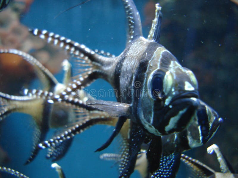 Scary fish stock photo. Image of fish, striped, tropical - 6429694