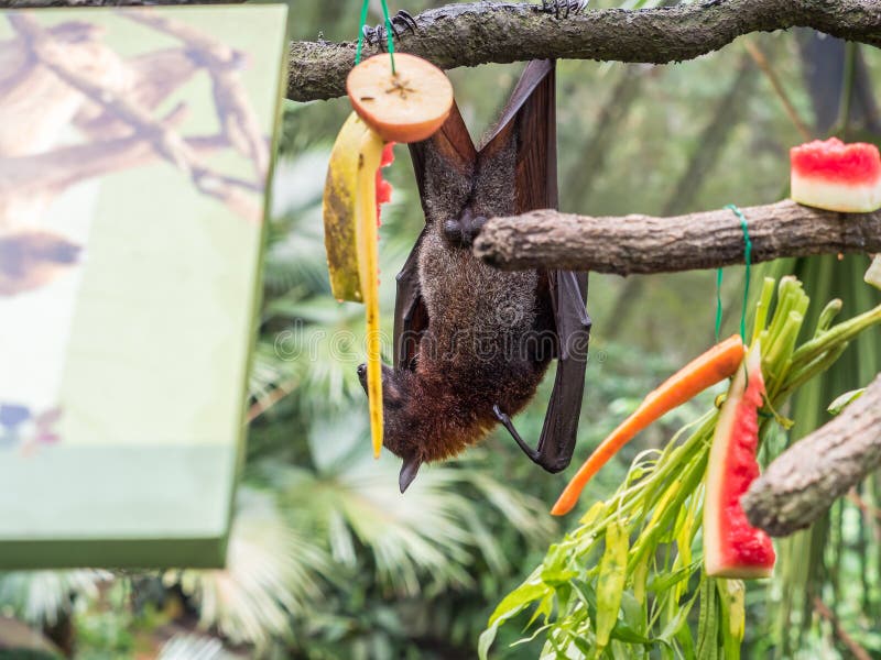 Scary Flying Fox on Tree Eating Fruits Stock Photo - Image of greater ...