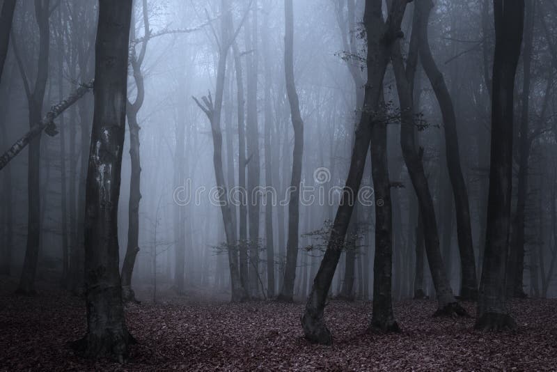 Scary Mysterious Halloween Forest at Sunset Stock Photo - Image of ...