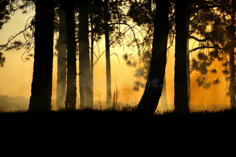 Scary Forest stock photo. Image of sundown, sunset, danger - 1129232