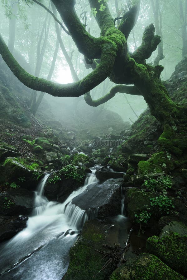 Scary Creepy Tree on Nightmare Forest Stock Photo - Image of landscape ...