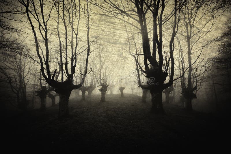 Scary Forest with Creepy Trees Stock Image - Image of fantasy, mood ...