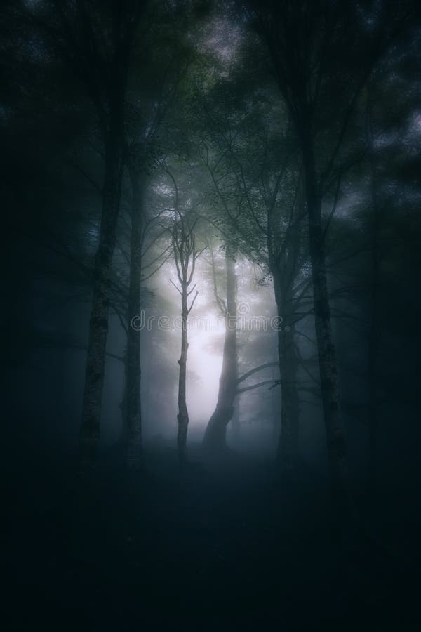 Scary Forest between Light and Shadow Stock Image - Image of scenic ...