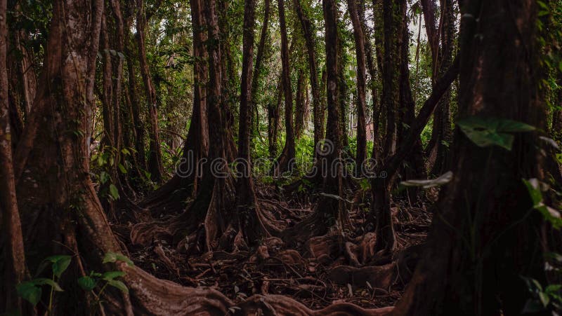 Scary Forest in a Place in Amazon Forest Stock Photo - Image of forest ...