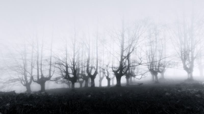 Spooky forest stock image. Image of mystery, foliage - 38474309