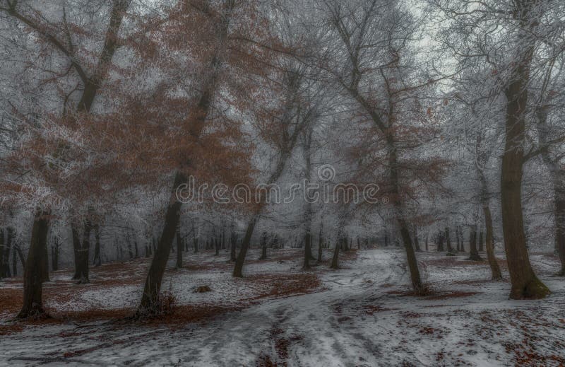 Creepy Forest Covered in Fog Winter-time Stock Image - Image of sundown ...