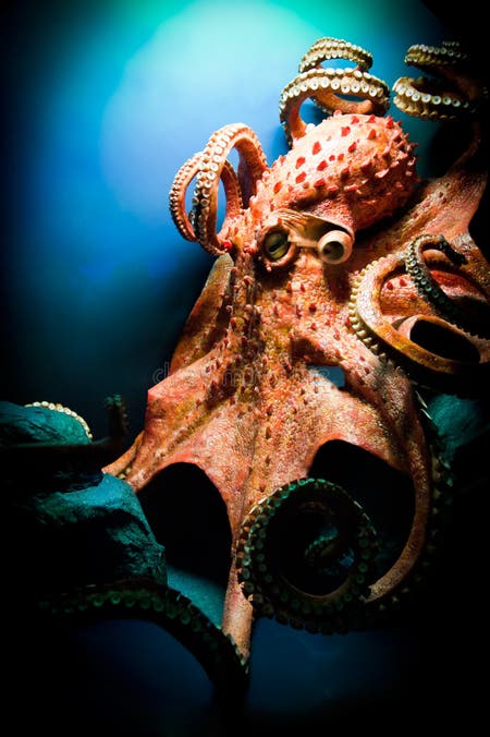 Scary Giant Octopus stock photo. Image of beautiful, bright - 17558946