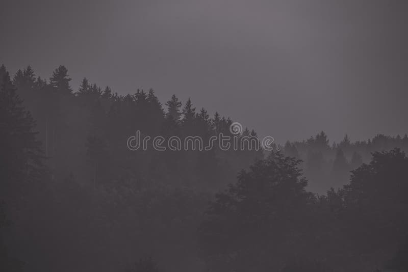 Scary gray forest stock image. Image of mystic, weather - 186165615