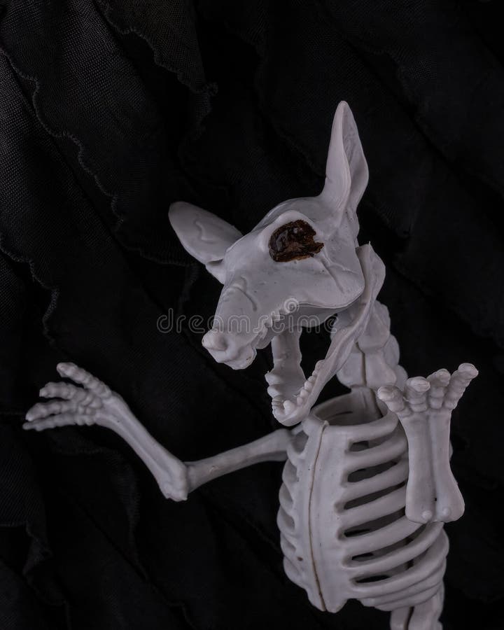 Scary Halloween Close Up of Snarling Rat Skeleton Stock Photo - Image ...
