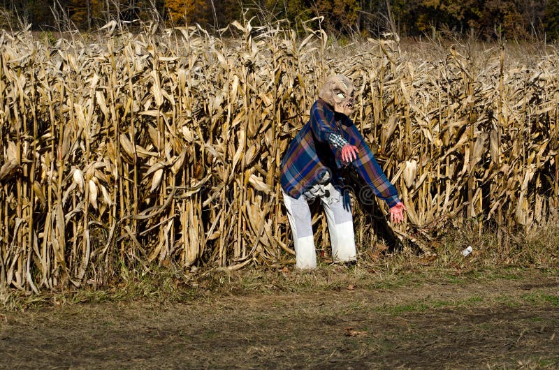 Scary Haunted Corn Field and Alien Stock Image - Image of haunted ...