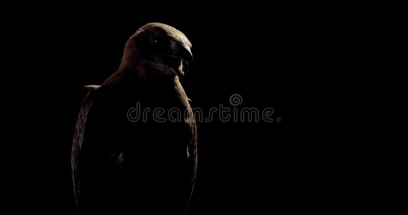 Scary Hawk is Sitting in the Dark and Looking Around, Close Up in 4k ...