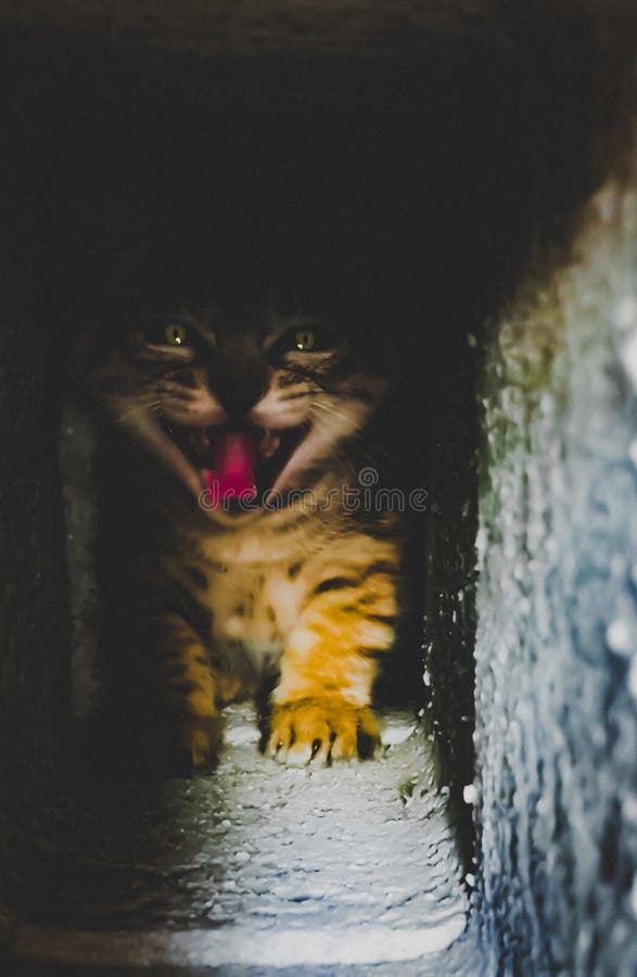 Scary hidden smile stock photo. Image of scary, smile - 186020920