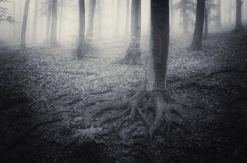 Scary Horror Forest with Fog and Mist Stock Photo - Image of misty ...